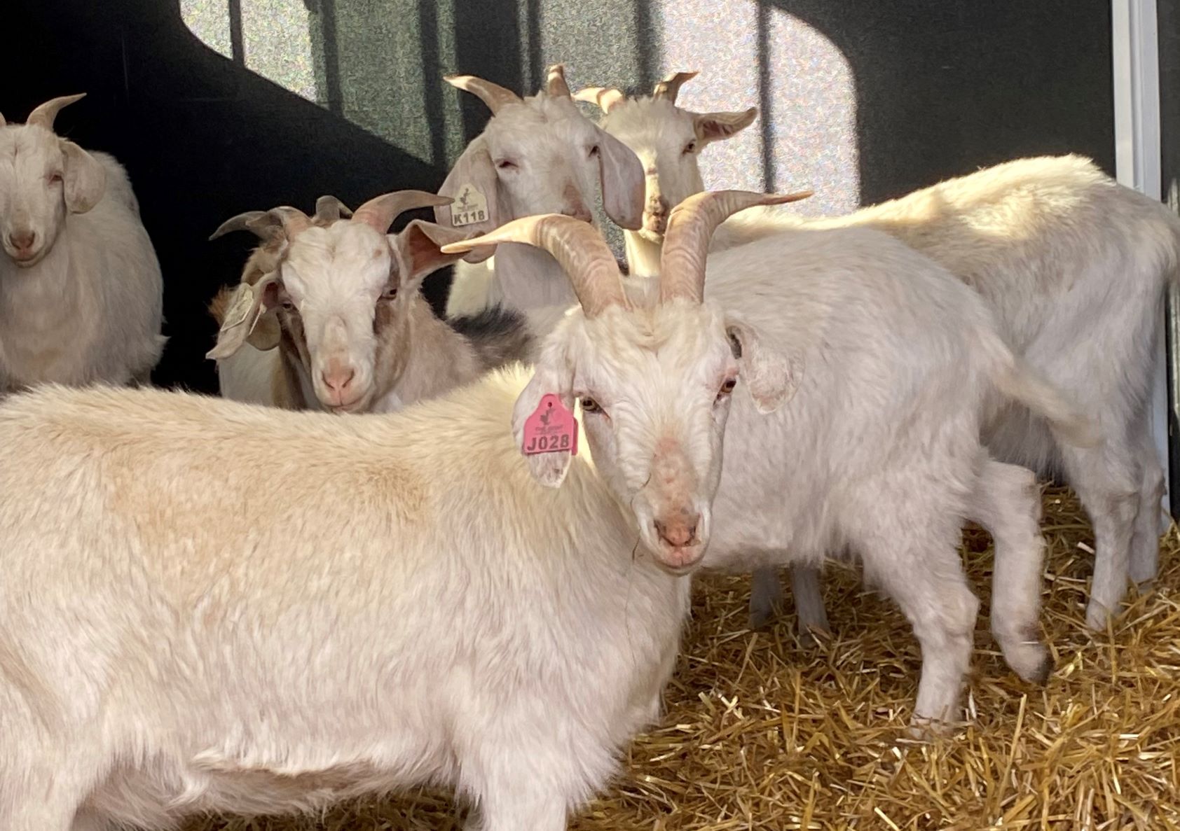 The Goats are Home! - Titan Ranch, Alberta, Canada